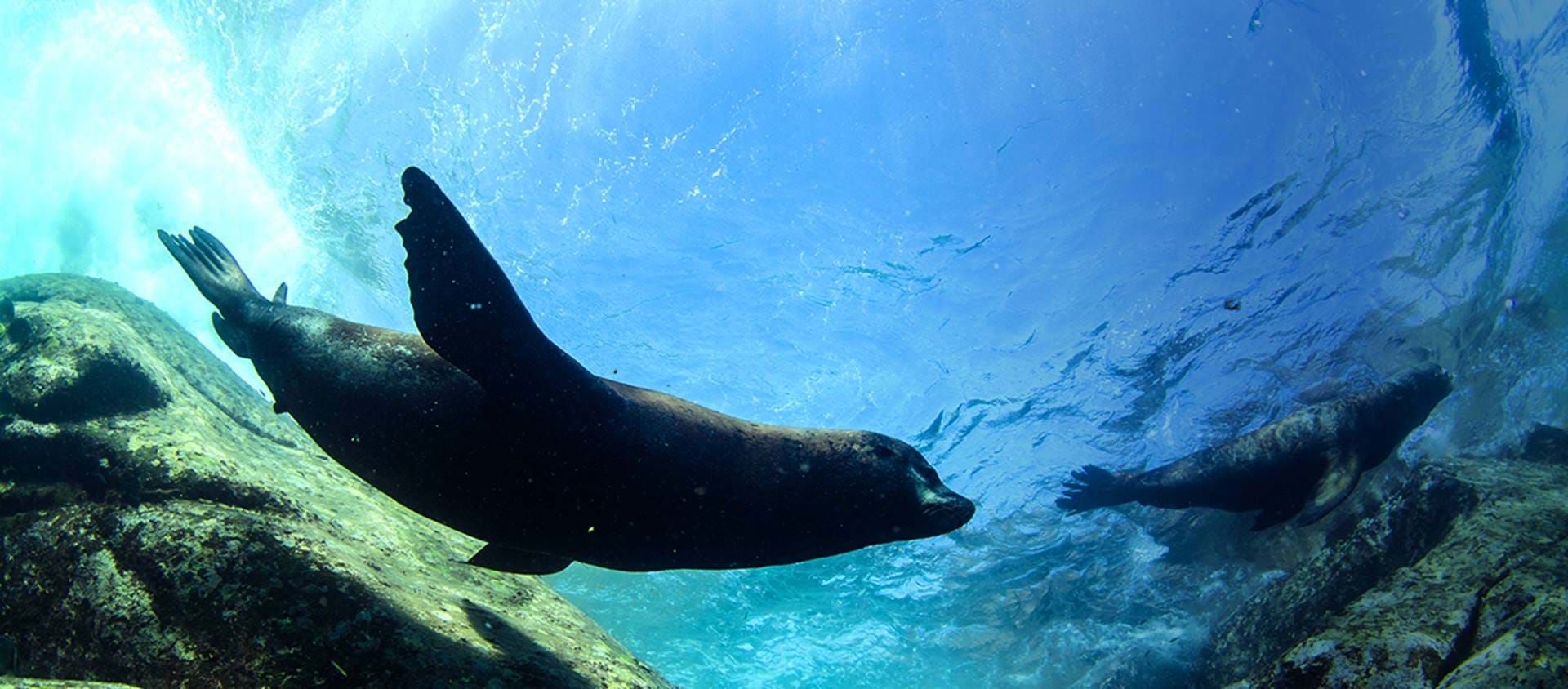Opening Times | SEA LIFE Hunstanton Aquarium
