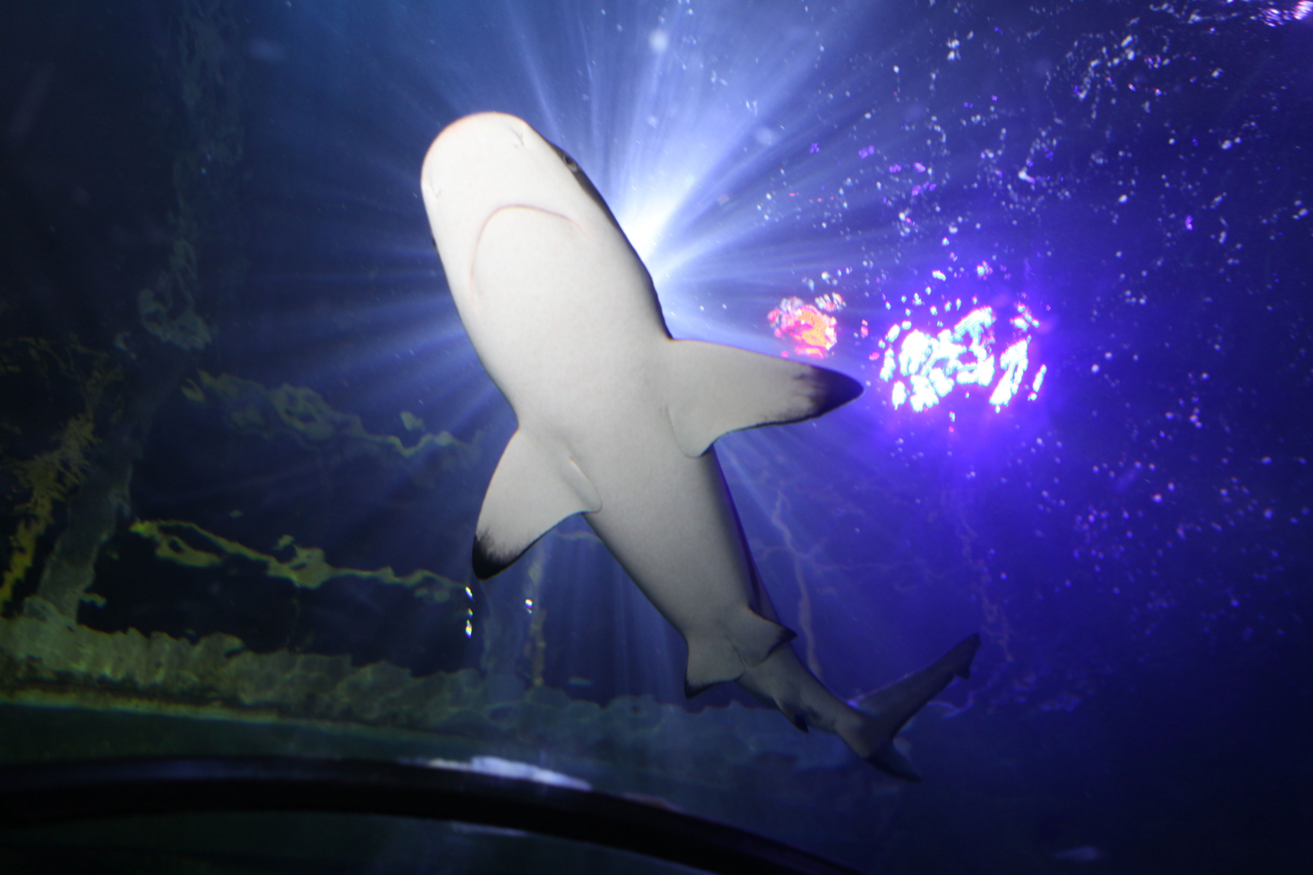 VIP Guided Tour | SEA LIFE Hunstanton Aquarium