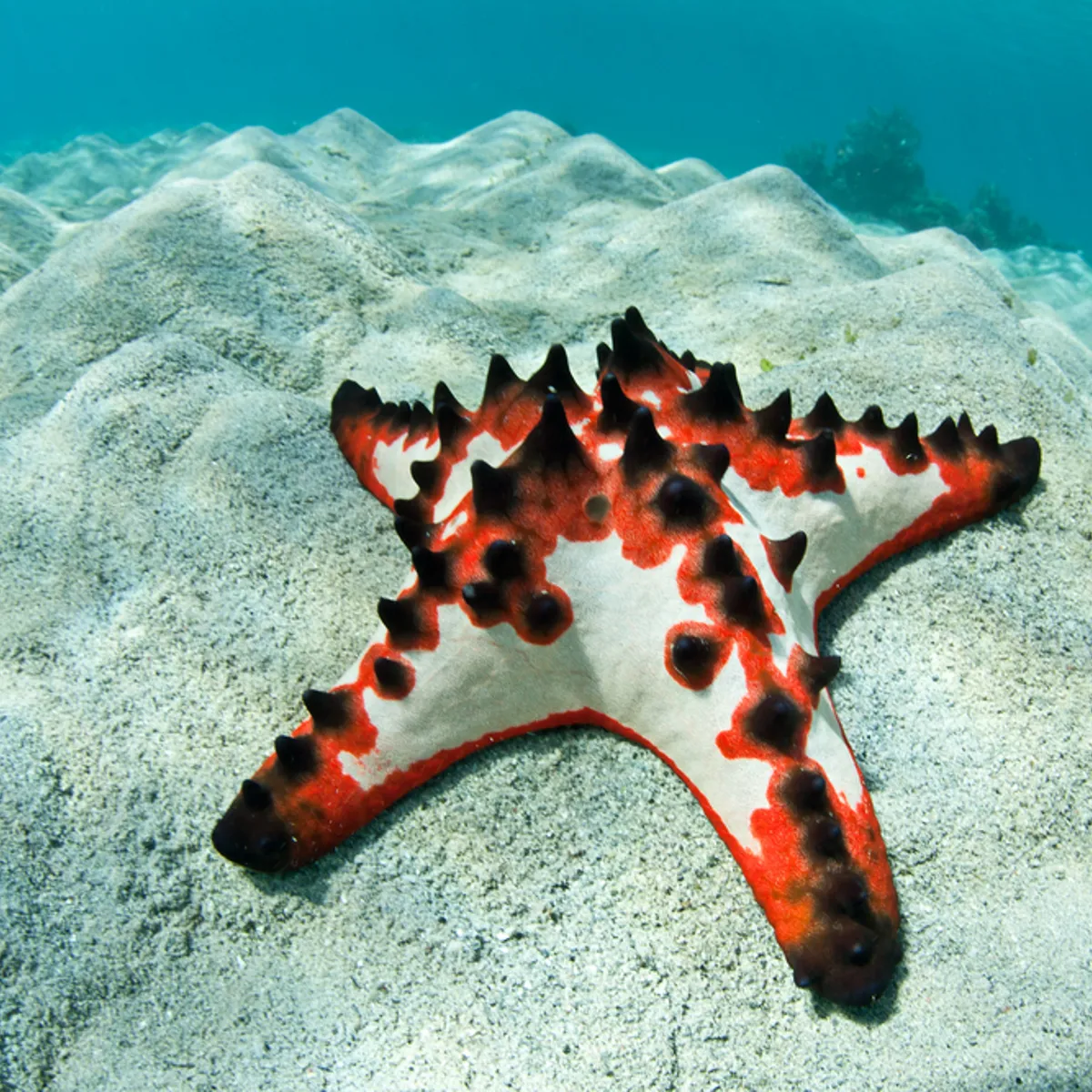 Rockpool Creatures | SEA LIFE Hunstanton Aquarium