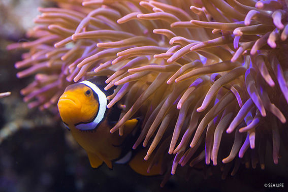 Directions | SEA LIFE Constance