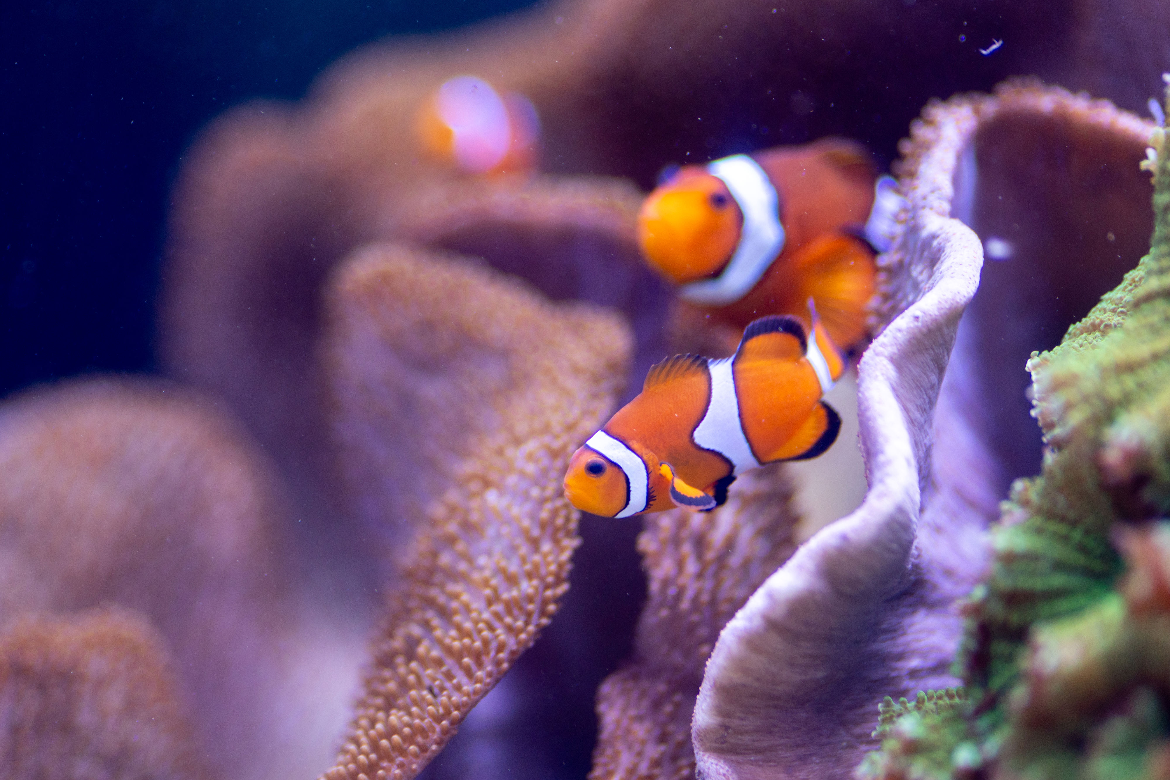 General information | SEA LIFE Constance