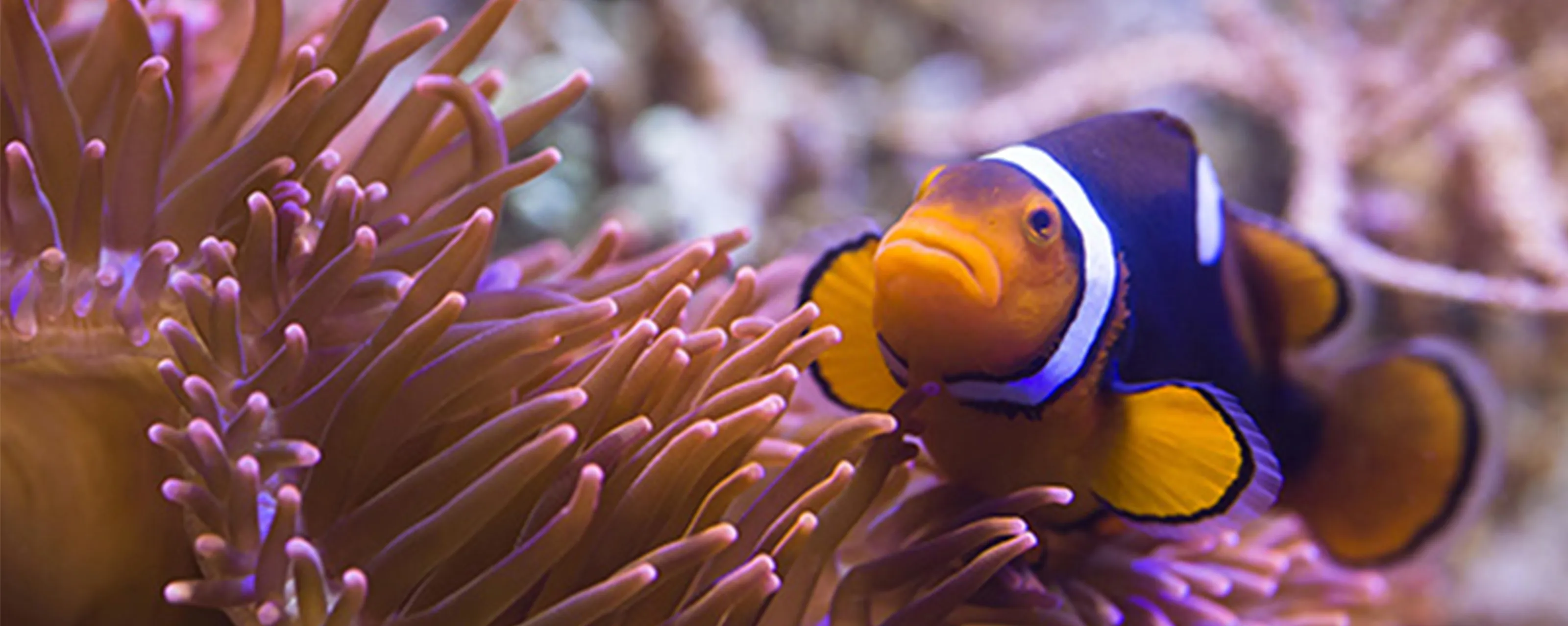 SEA LIFE Constance | The aquarium for the whole family