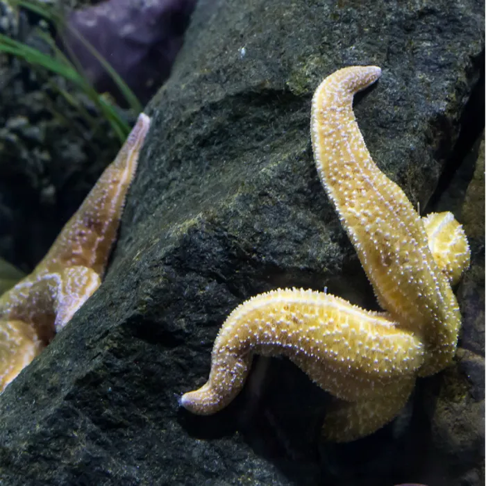 Rockpools | SEA LIFE Loch Lomond Aquarium