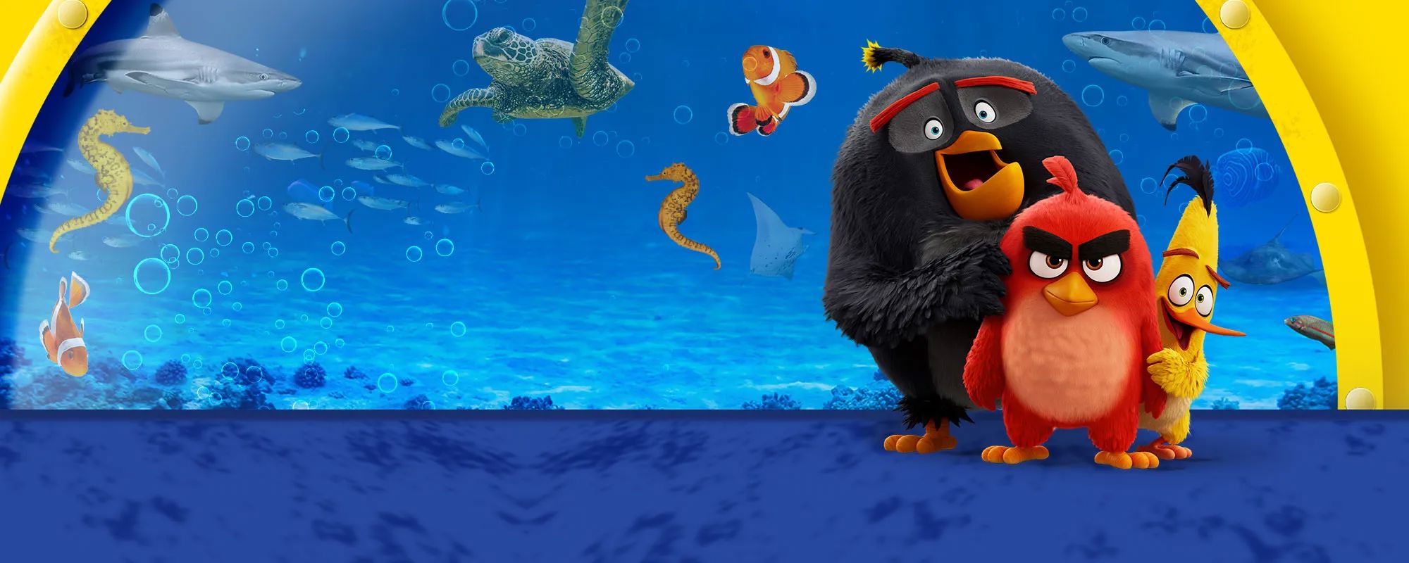 Angry Birds | SEA LIFE Loch Lomond