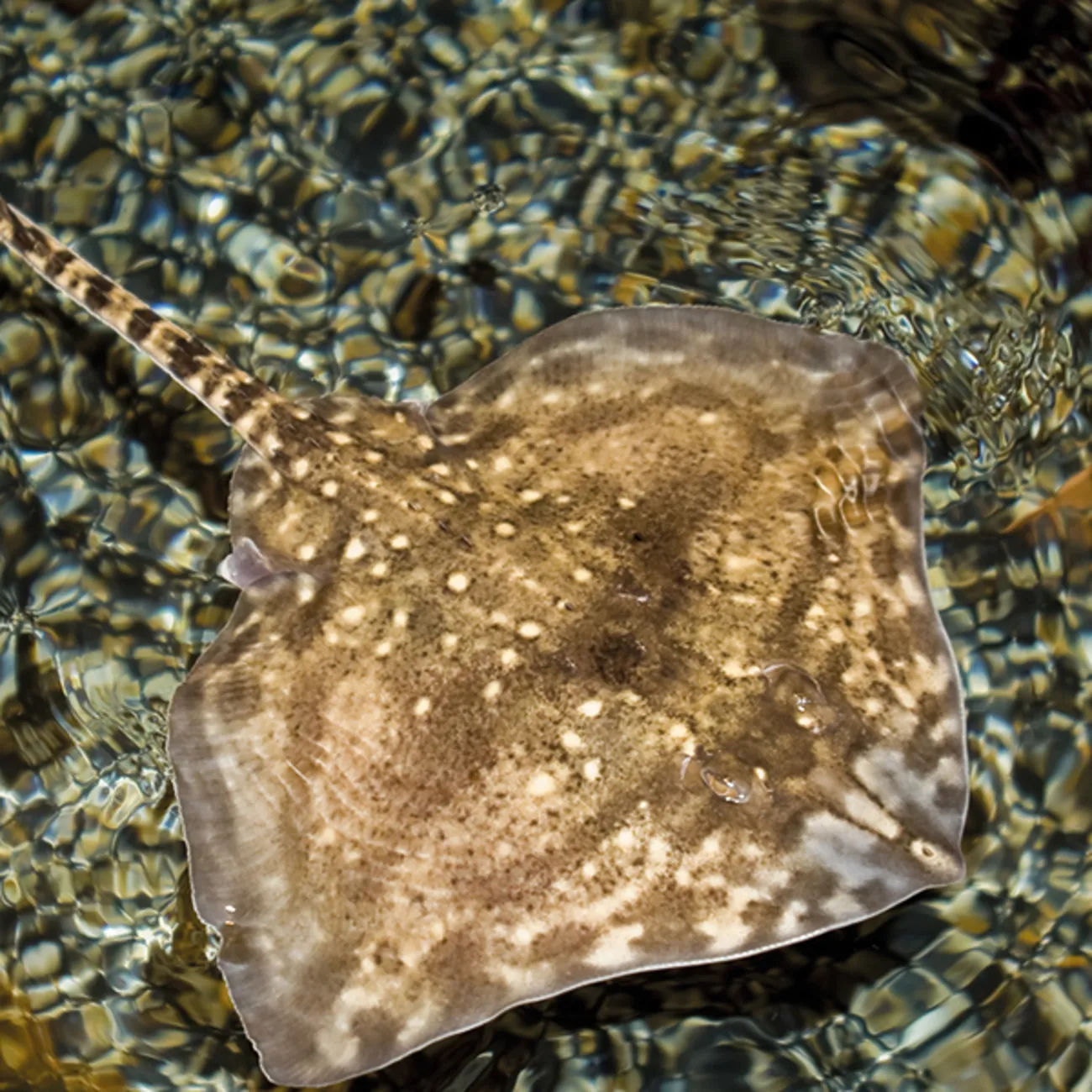 See the Stingrays | SEA LIFE Loch Lomond Aquarium