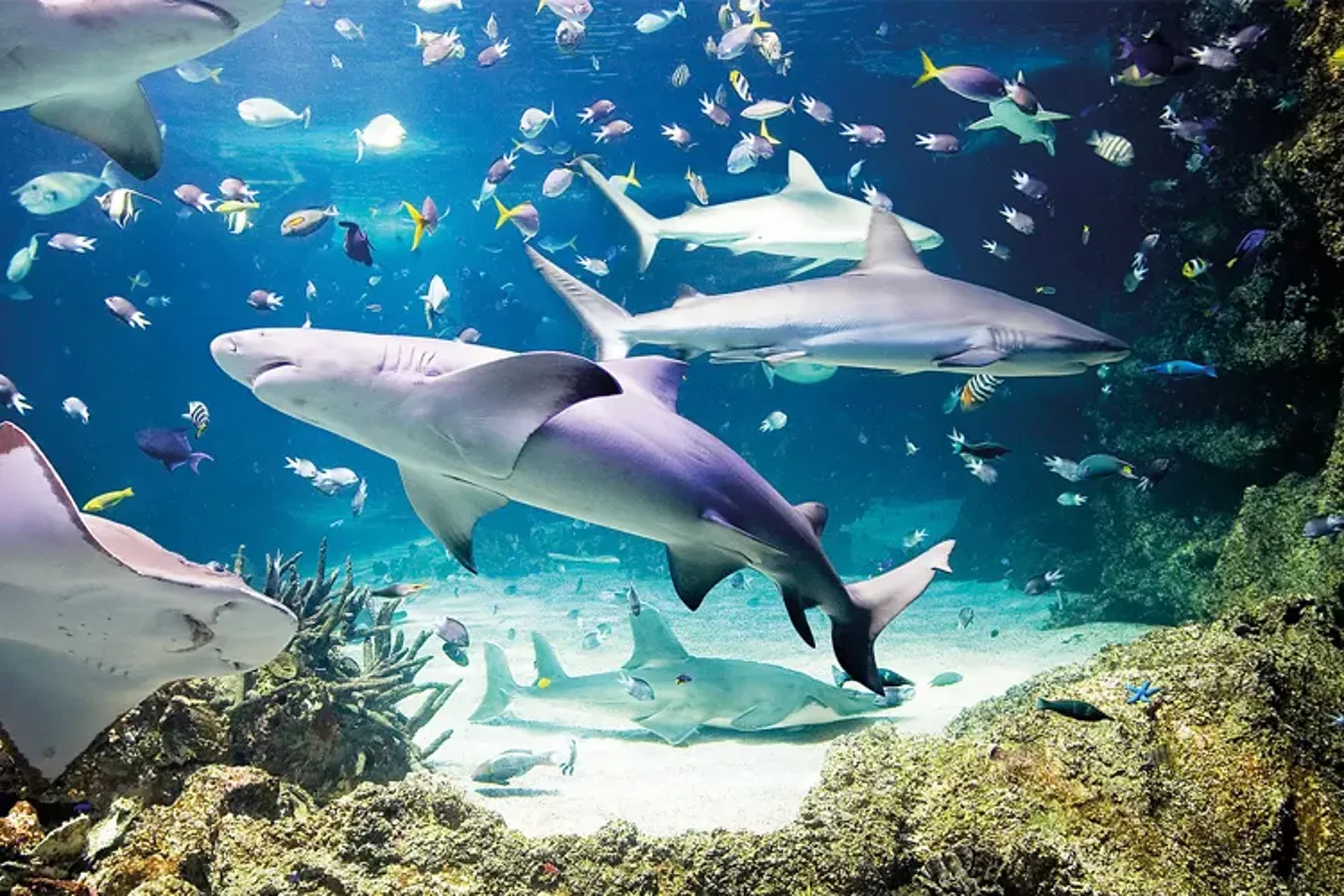 SEA LIFE VIP Experiences | SEA LIFE Loch Lomond Aquarium