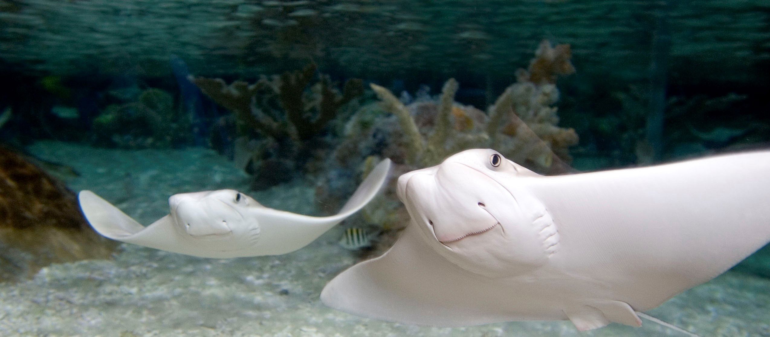 Ray Breeding | SEA LIFE London Aquarium