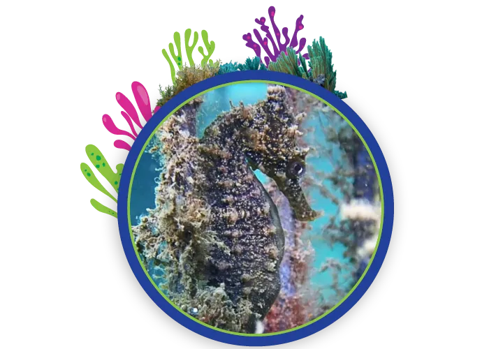 Conservation Evenings at SEA LIFE London Aquarium