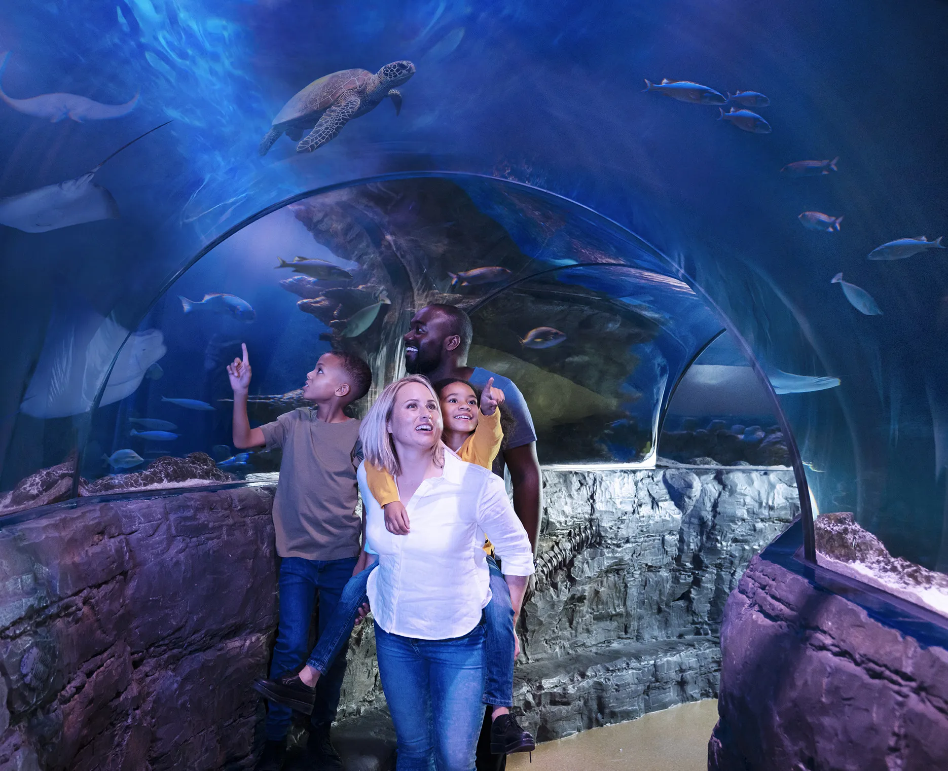 Open Oceans and Tunnel zone | SEA LIFE London Aquarium