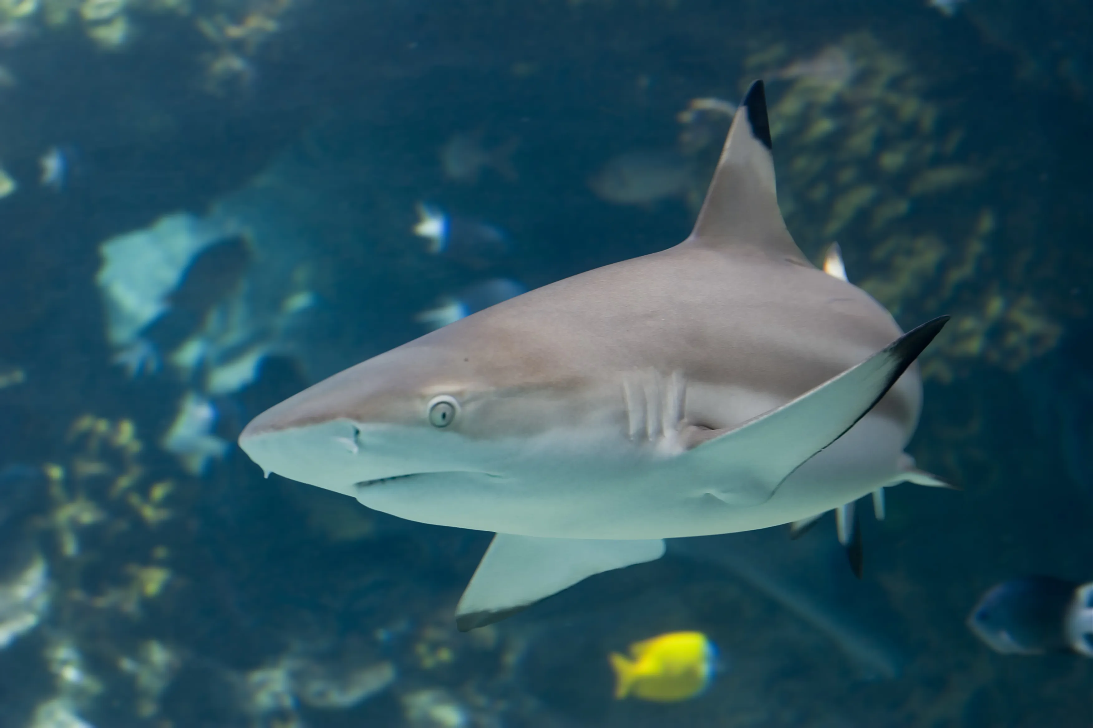 Visit Aquarium In London | SEA LIFE London