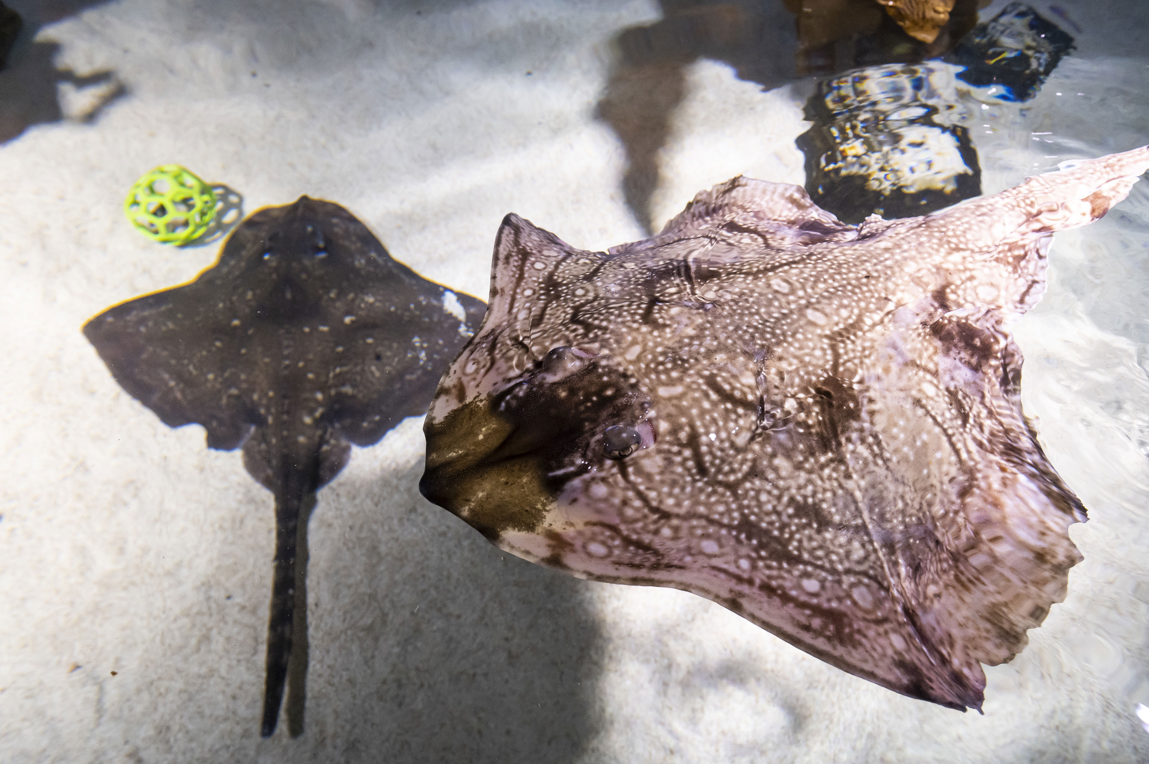 Ray Lagoon zone | SEA LIFE London Aquarium