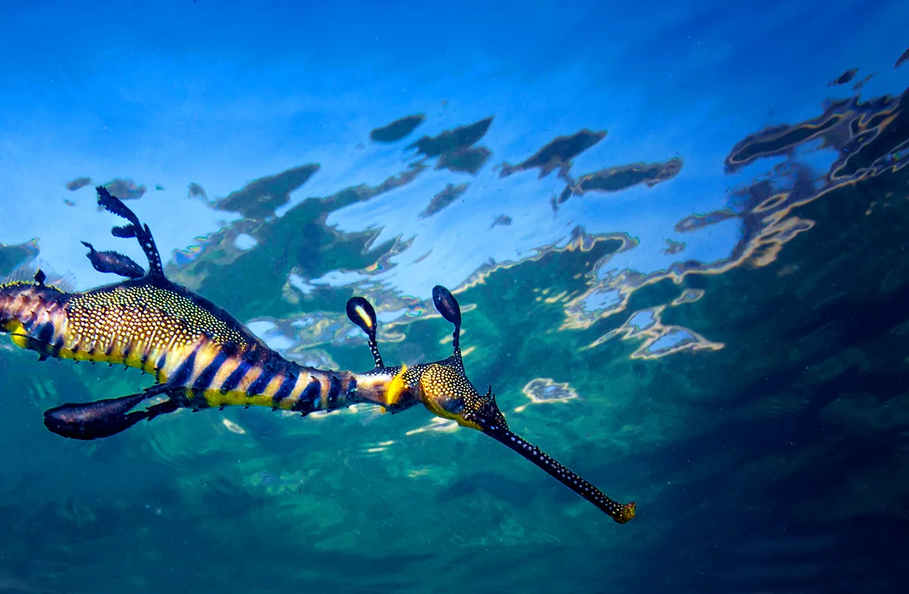 Water Dragon Real