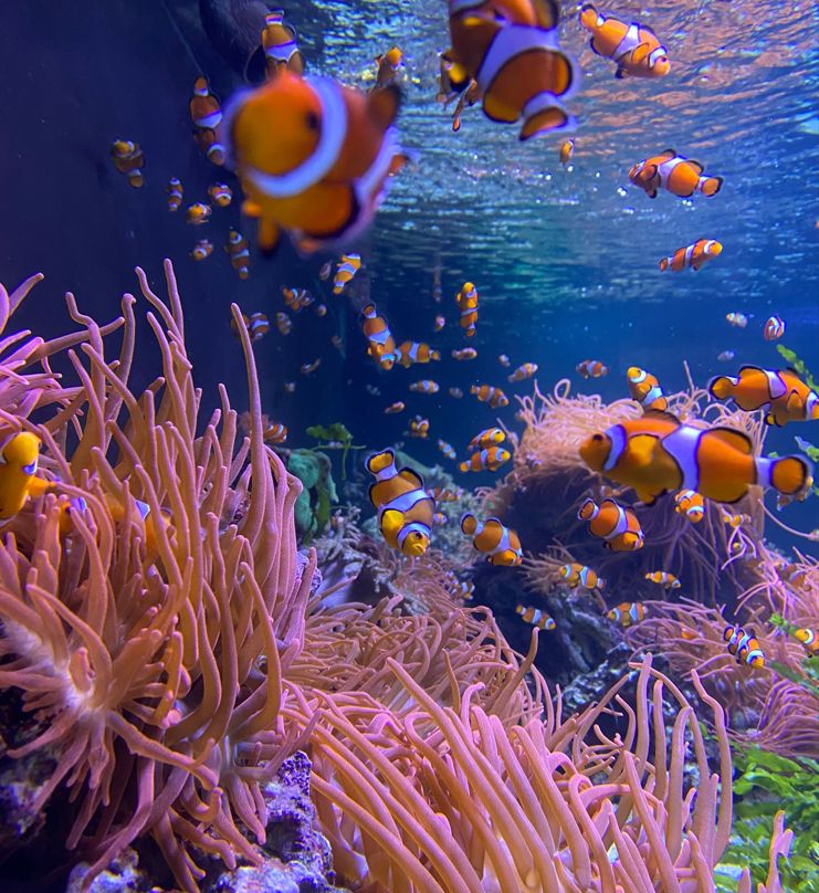 Combo Tickets for Top Attractions | SEA LIFE London