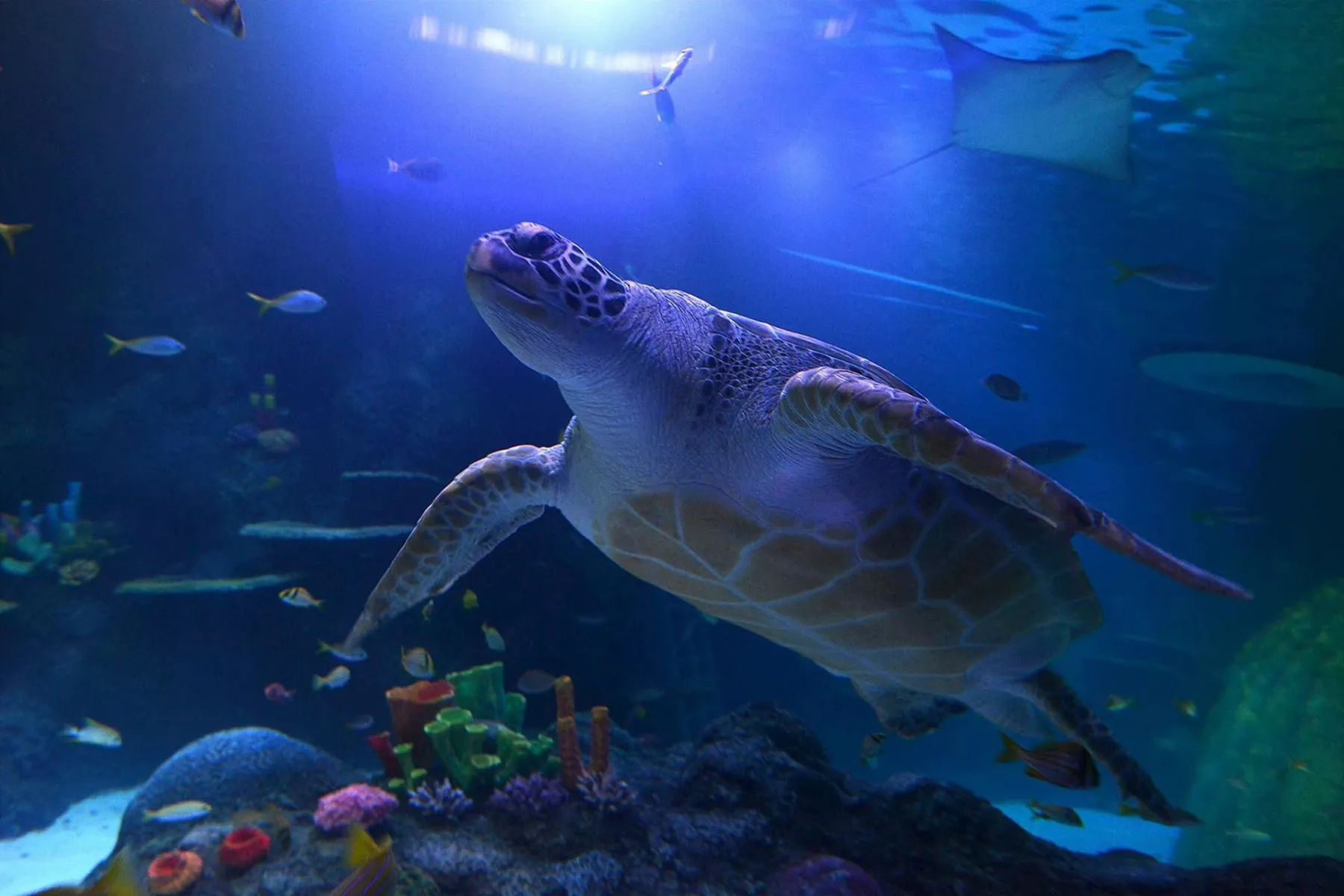 VIP Luxury Experience | SEA LIFE Manchester Aquarium