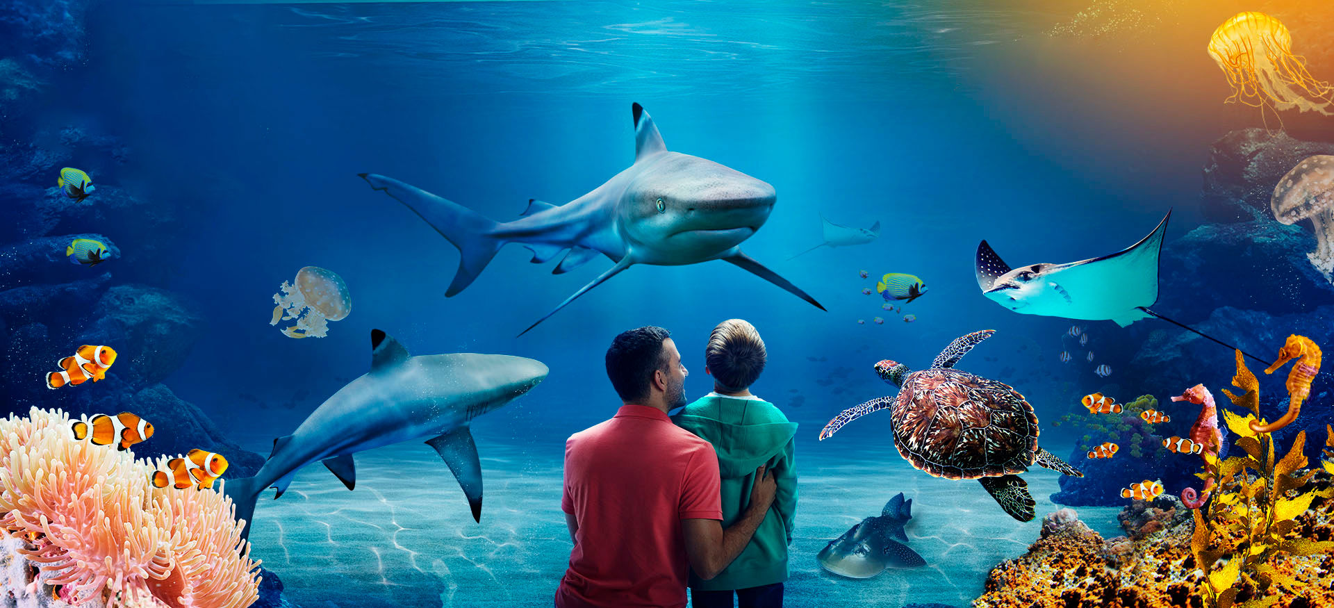 Visit SEA LIFE | Manchester Aquarium Trafford Palazzo