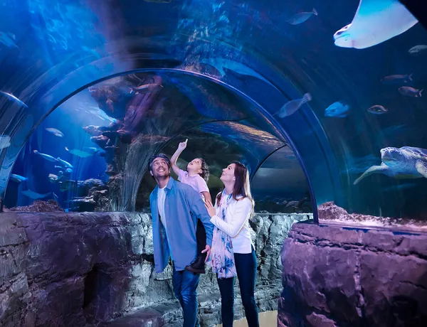Visit SEA LIFE Manchester Aquarium