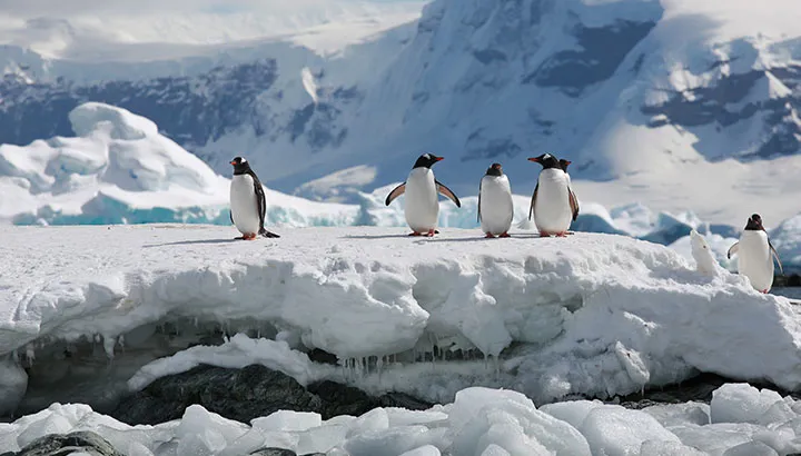 Why Penguins Should Take Over Your Classroom This January