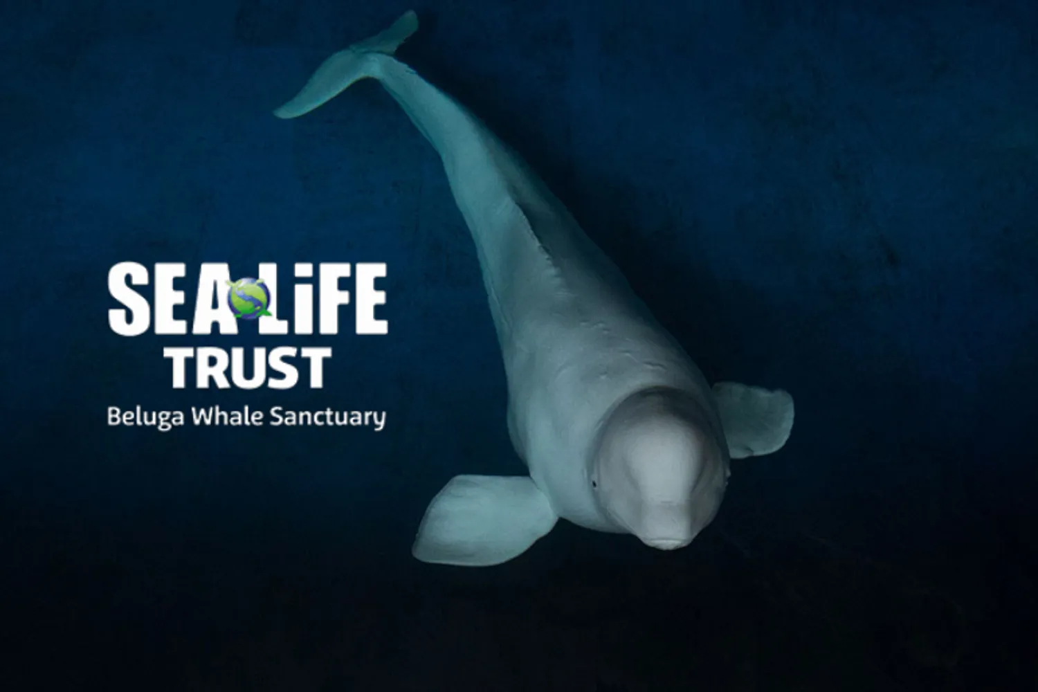 Conservation | Official SEA LIFE website