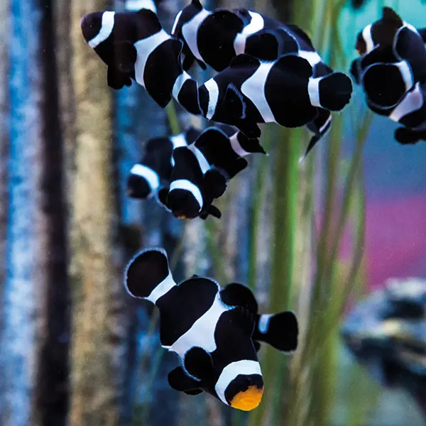 Clownfish