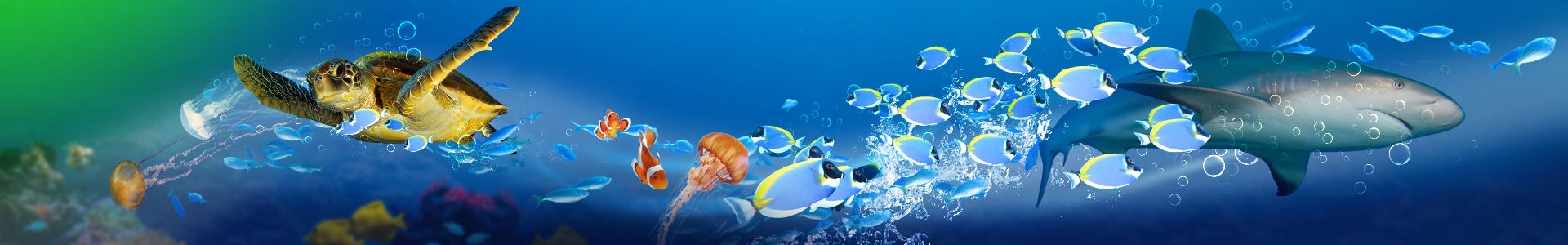 SEA LIFE Events | Official SEA LIFE Website