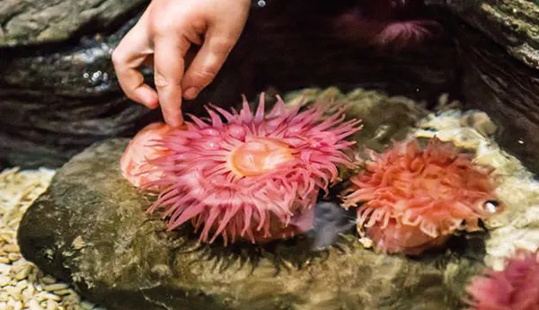 Rockpool Creatures | Official SEA LIFE Website