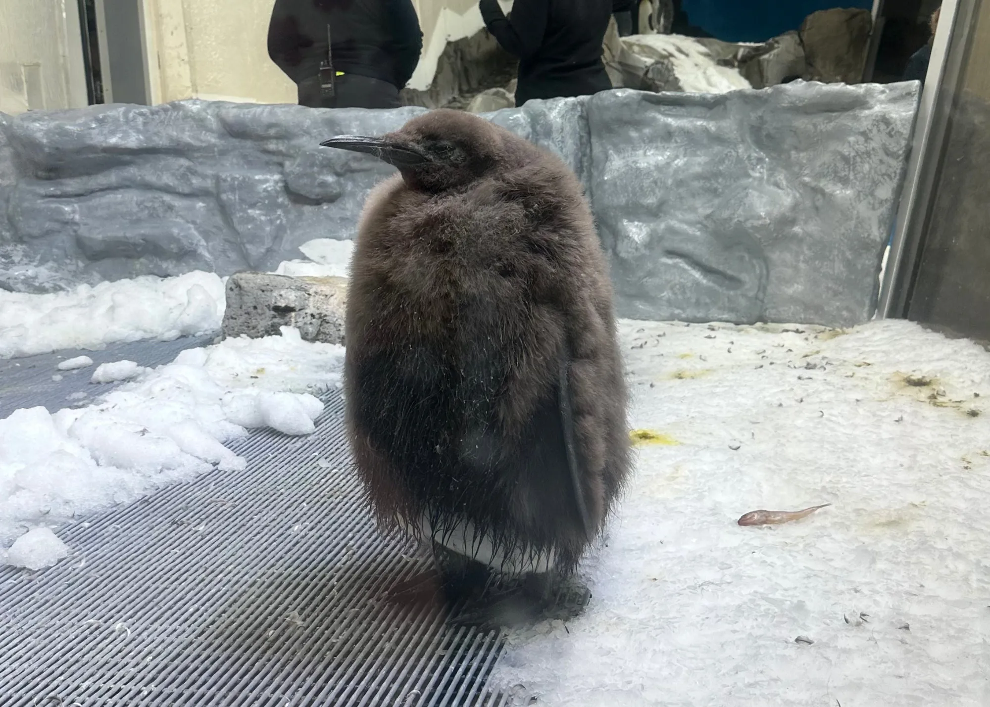 Visit Pesto | SEA LIFE Melbourne