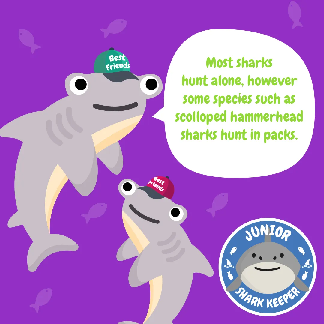 Junior Shark Keepers | SEA LIFE Melbourne Aquarium