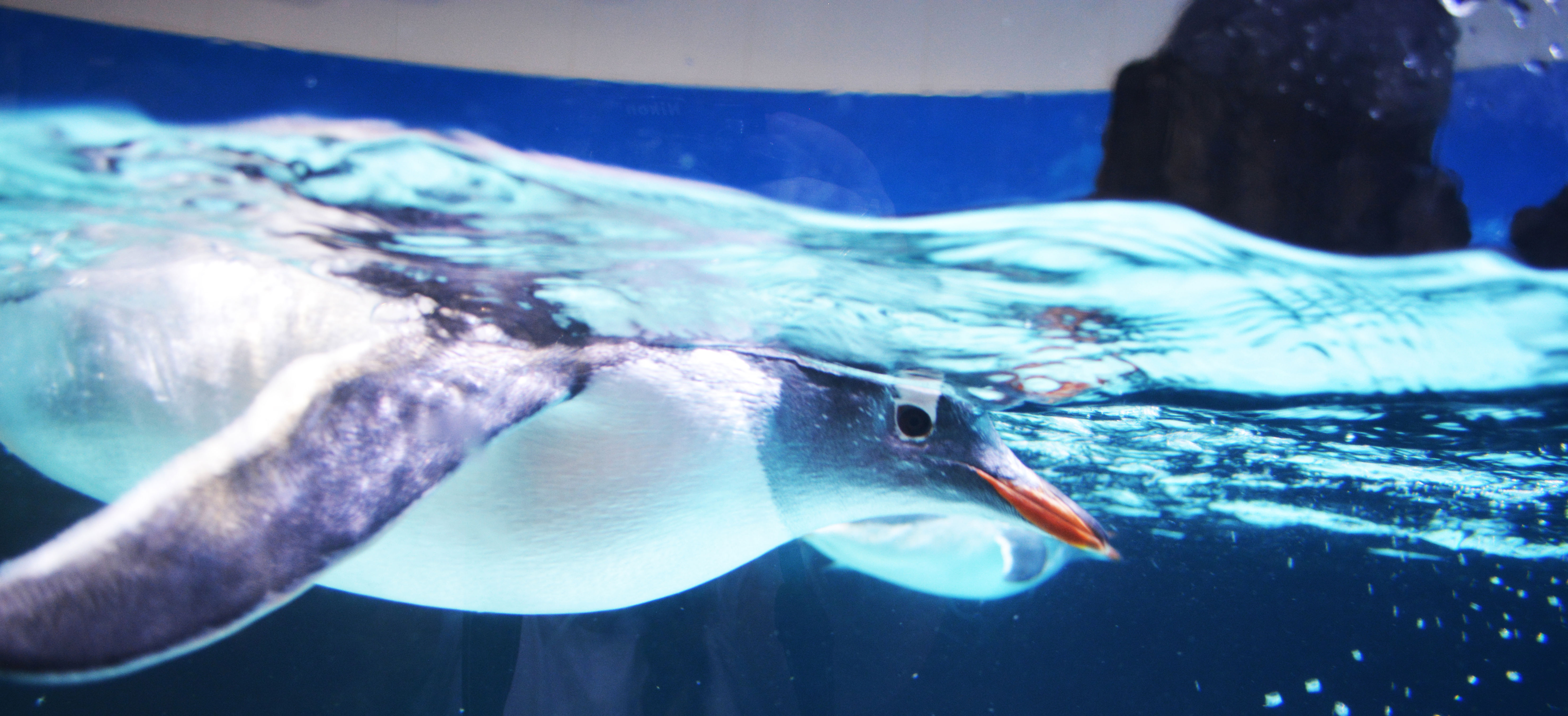 Gallery | SEA LIFE Melbourne Aquarium