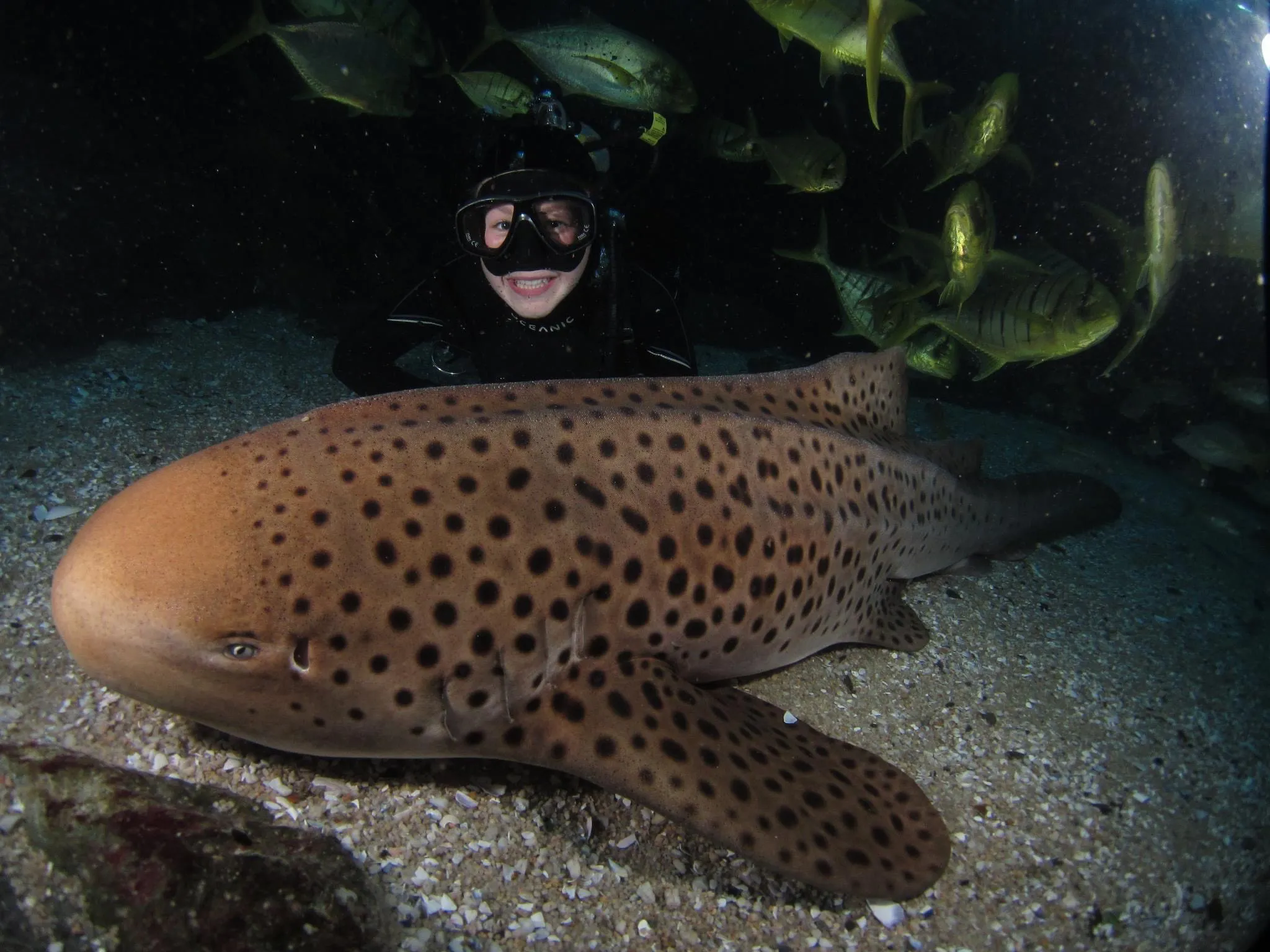 Melbourne Aquarium Sharks Dive Xtreme | SEA LIFE Melbourne