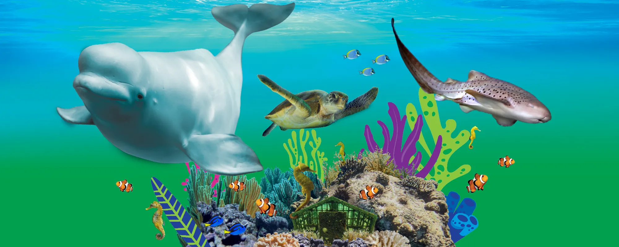SEA LIFE Melbourne Aquarium - Official Website