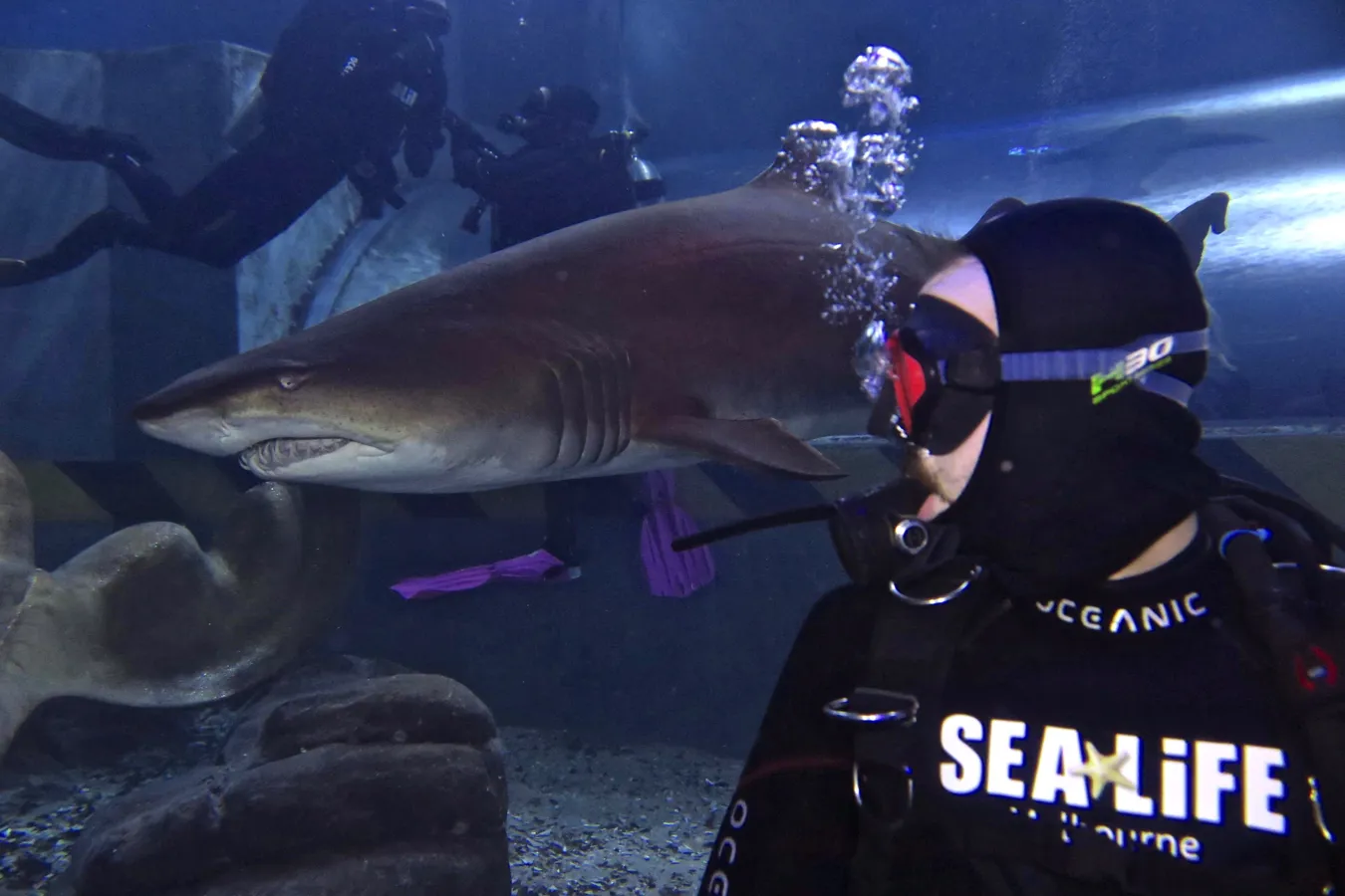 Melbourne Aquarium Sharks Dive Xtreme | SEA LIFE Melbourne