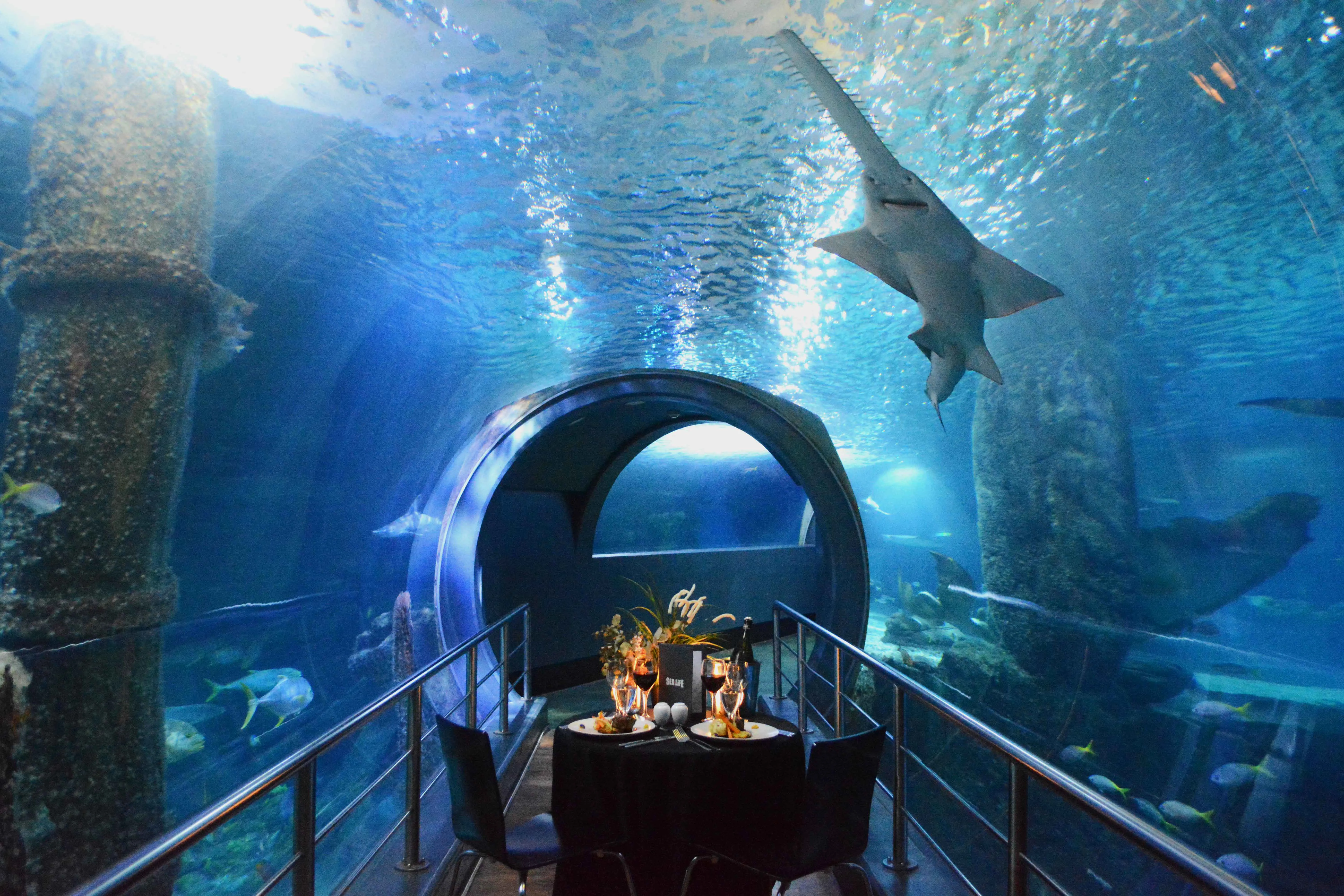 Melbourne Penguin Encounter | SEA LIFE Melbourne Aquarium