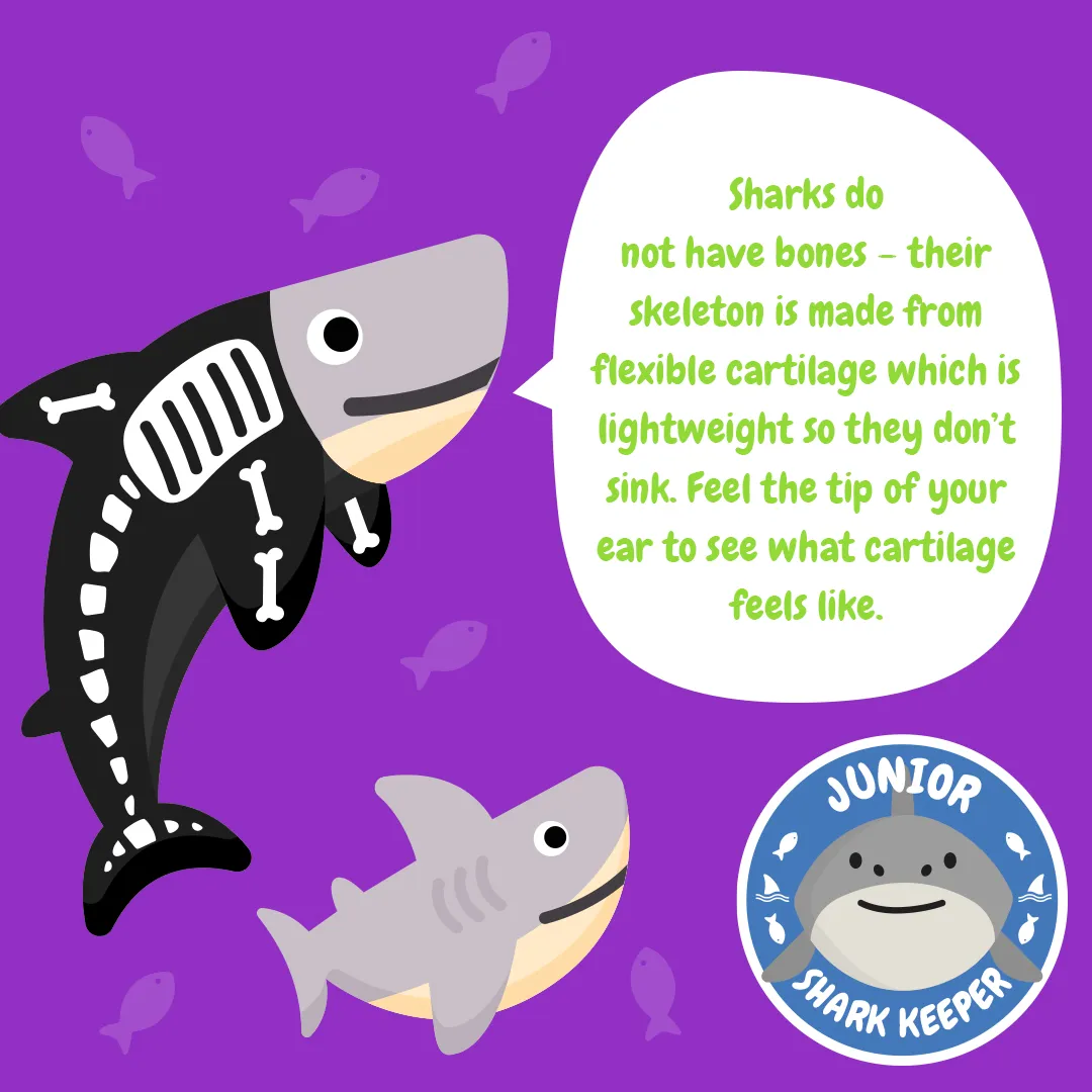 Junior Shark Keepers | SEA LIFE Melbourne Aquarium