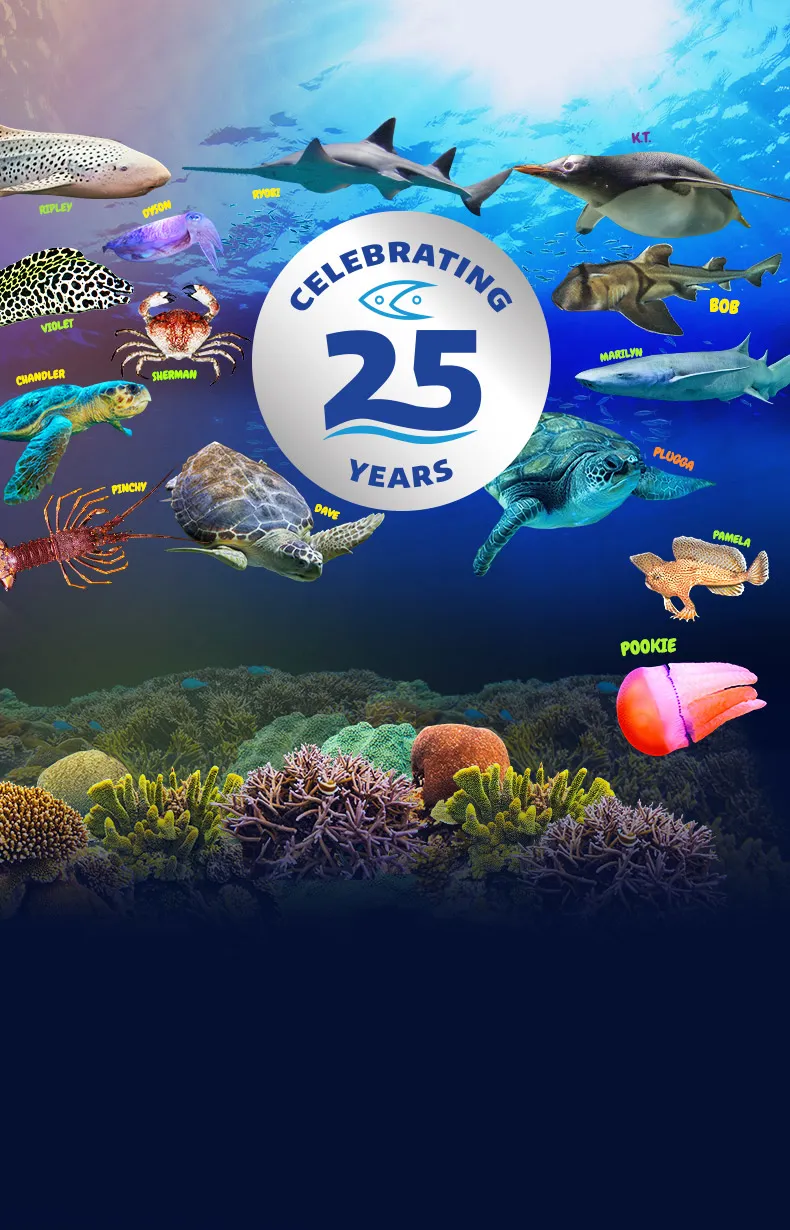 SEA LIFE Melbourne Aquarium - Official Website