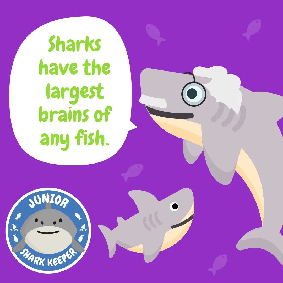 Junior Shark Keepers | SEA LIFE Melbourne Aquarium