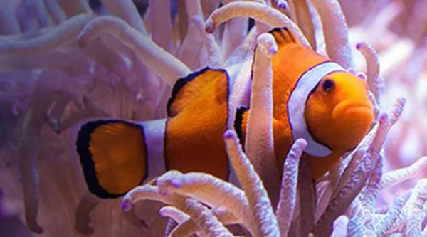 Discount Ticket Prices | Official SEA LIFE Melbourne Aquarium