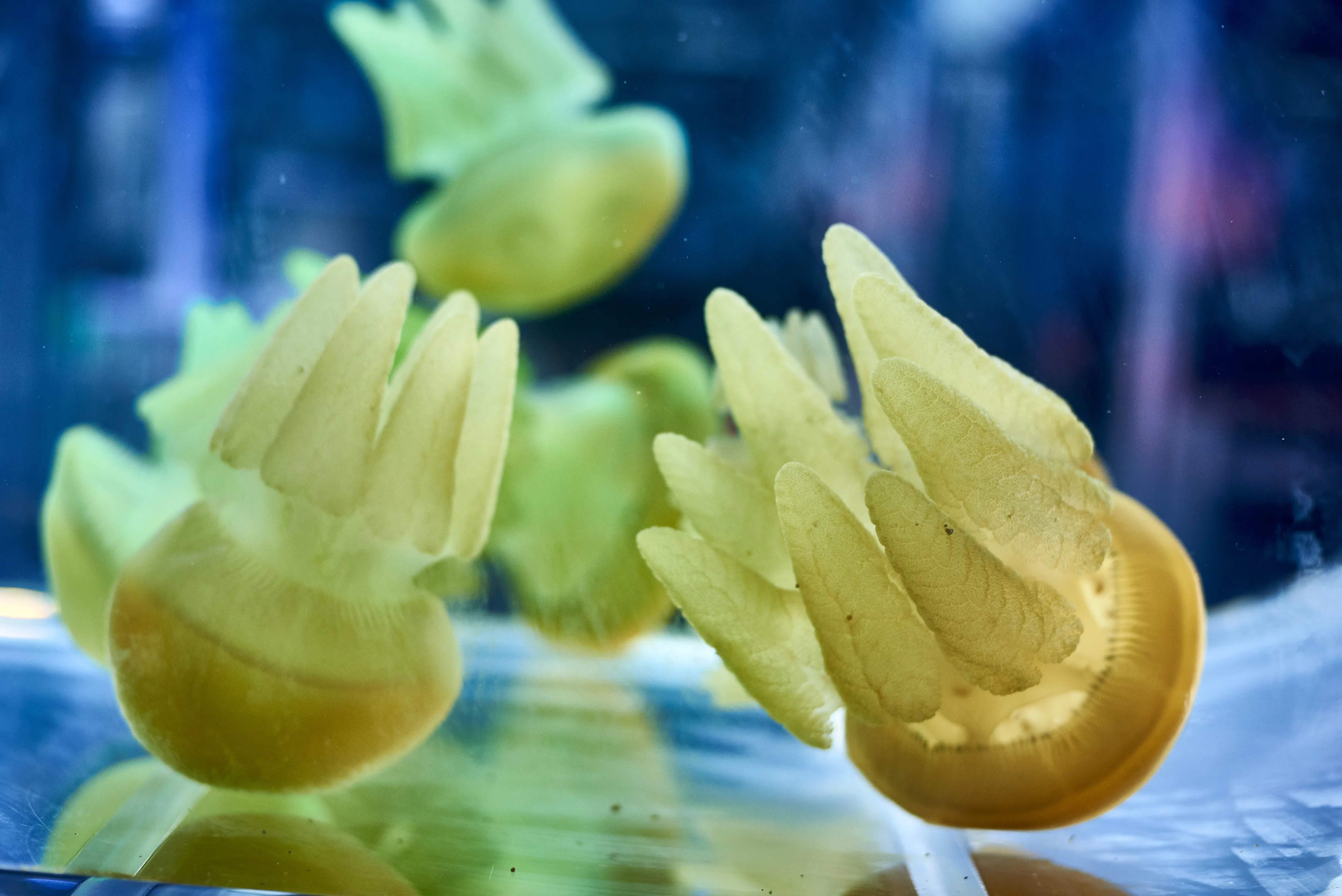 Ocean Invaders | Moon & Box Jellyfish | SEA LIFE Melbourne