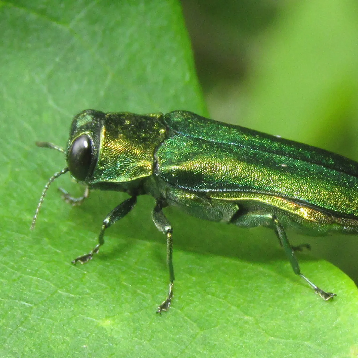 Michigan Emerald Ash Borer - Invasive Species | SEA LIFE Michigan Aquarium