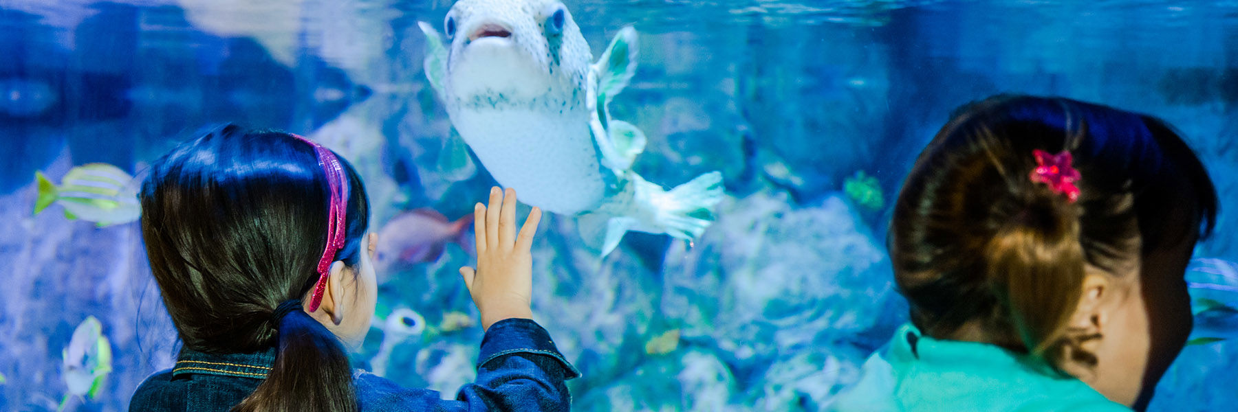 Red Swamp Crayfish Michigan - Invasive Species | SEA LIFE Michigan Aquarium