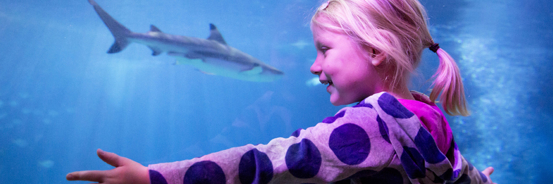 Shark Days - Week of July 19-27, 2025 - SEA LIFE Michigan Aquarium