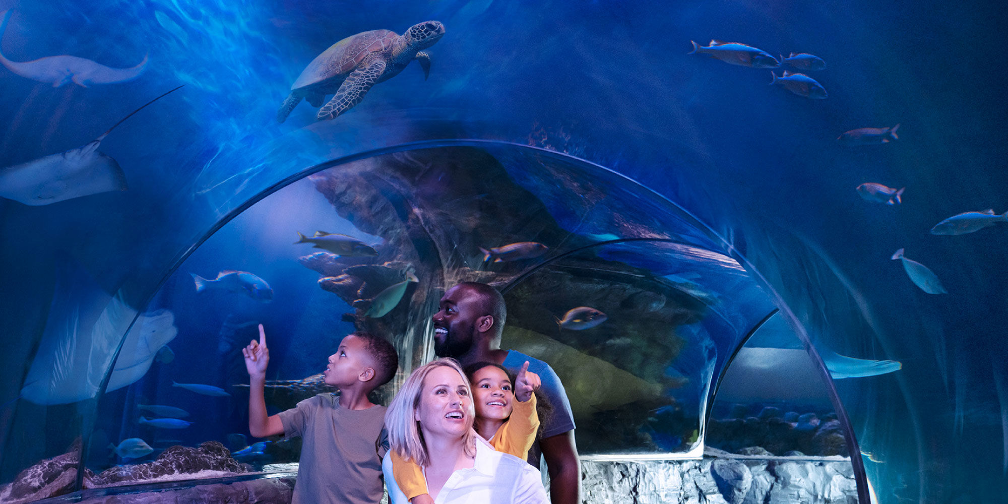 Tropical Ocean Exhibit | SEA LIFE Michigan Aquarium