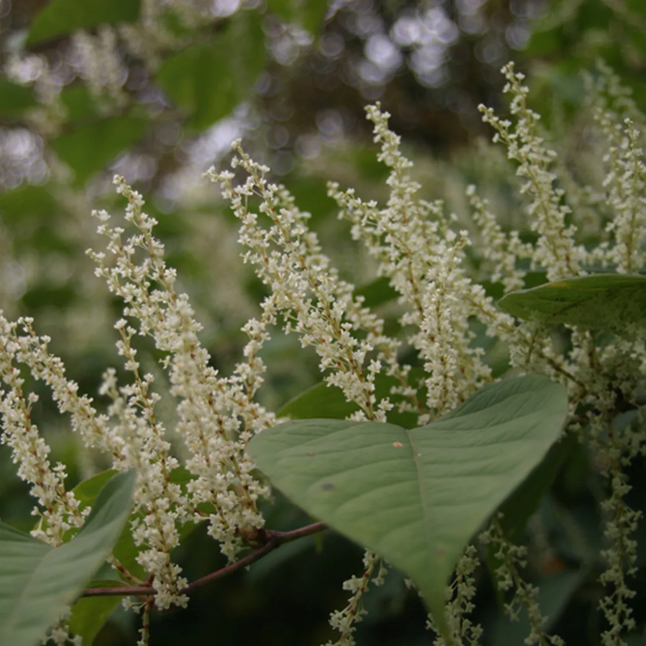 Japanese Knotweed Michigan - Invasive Species | SEA LIFE Michigan Aquarium