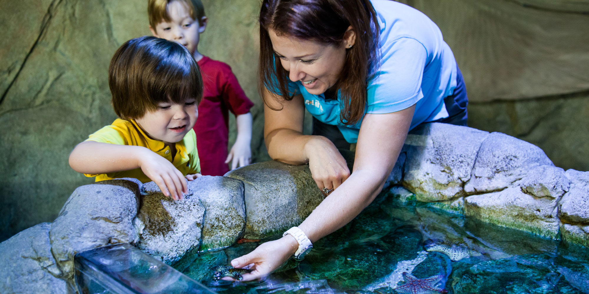 Interactive Touchpool | SEA LIFE Michigan Aquarium