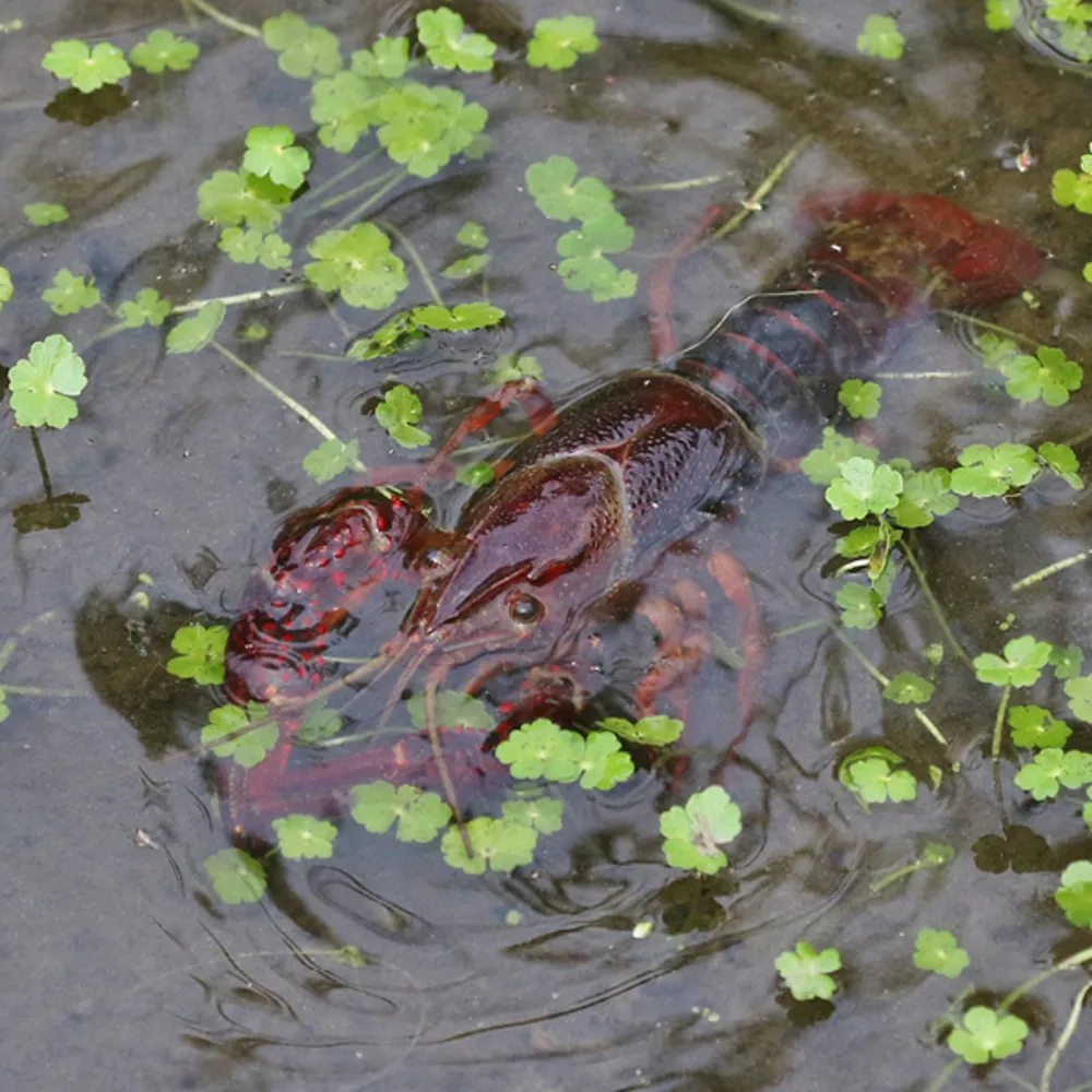 Red Swamp Crayfish Michigan - Invasive Species | SEA LIFE Michigan Aquarium