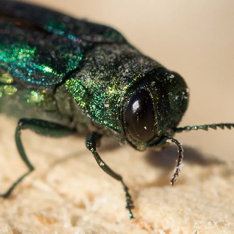 Michigan Emerald Ash Borer - Invasive Species | SEA LIFE Michigan Aquarium