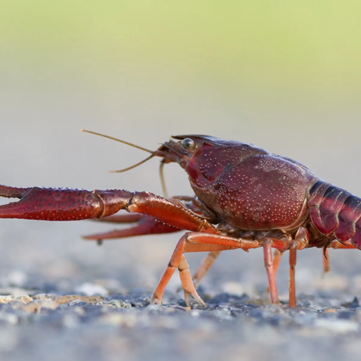 Red Swamp Crayfish Michigan - Invasive Species | SEA LIFE Michigan Aquarium