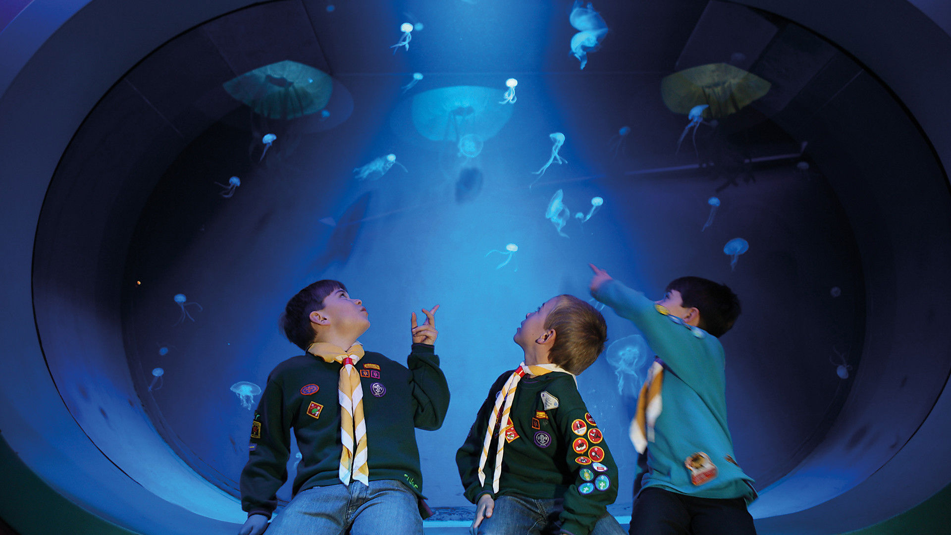 Scout Groups | SEA LIFE Michigan Aquarium