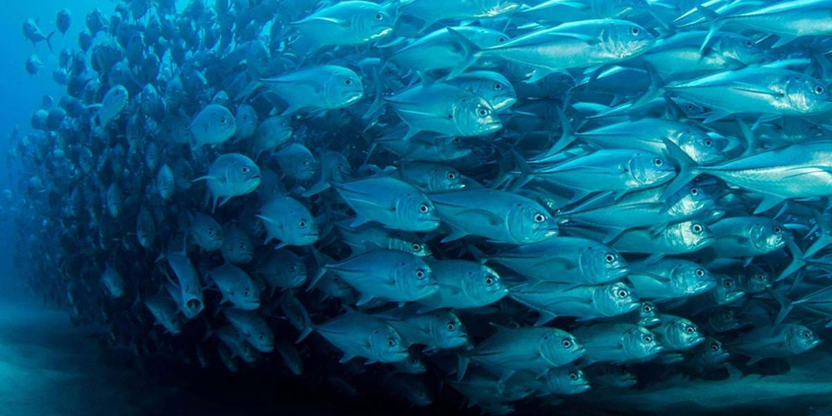 Shoaling Ring Exhibit | SEA LIFE Michigan Aquarium