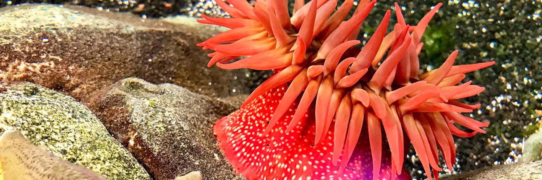 Pacific Northwest Rockpool | SEA LIFE at Mall of America