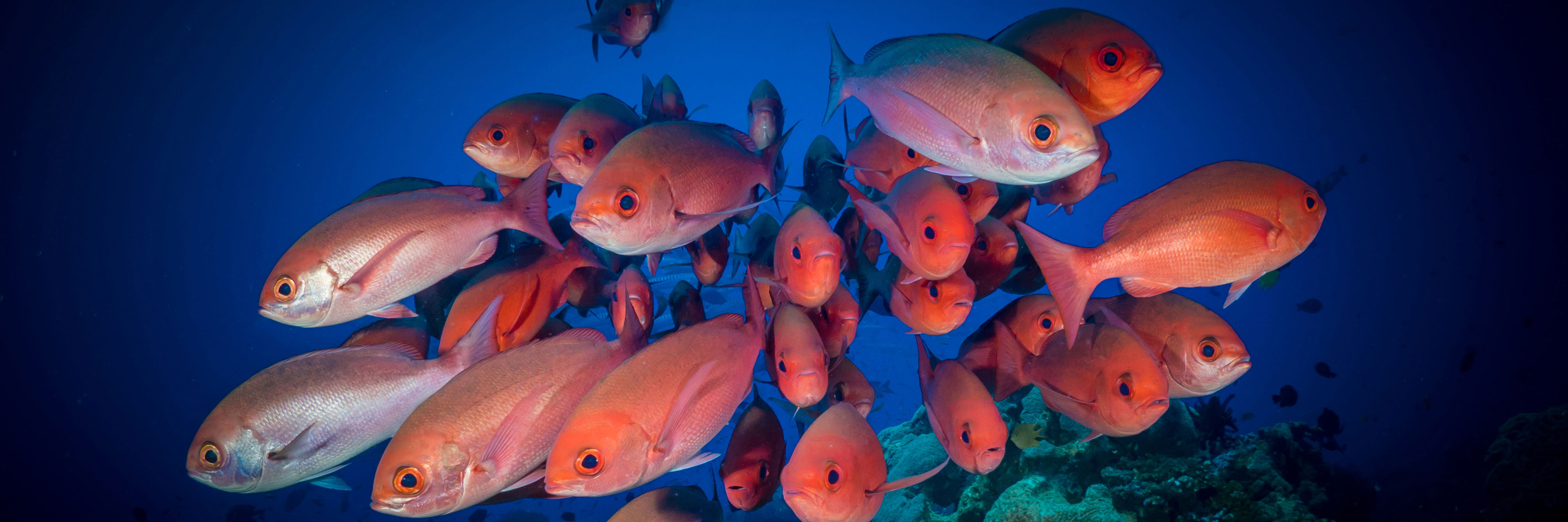 Behind-the-Scenes Tours | SEA LIFE at Mall of America